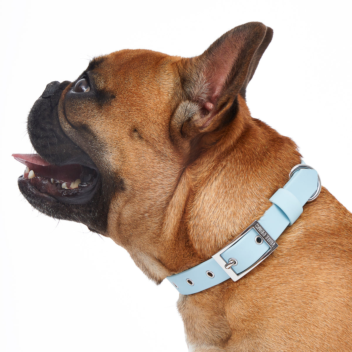 Collar Ice Blue – TRILL PAWS